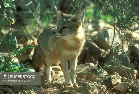 Kit Fox Vulpes Macrotis Sonoran Desert Museum Az Arizona Superstock