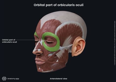 Orbital Part Of Orbicularis Oculi Anatomy App