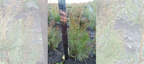 Туя восточная пирамидальная купить в Красном | Товары для дома и дачи ...