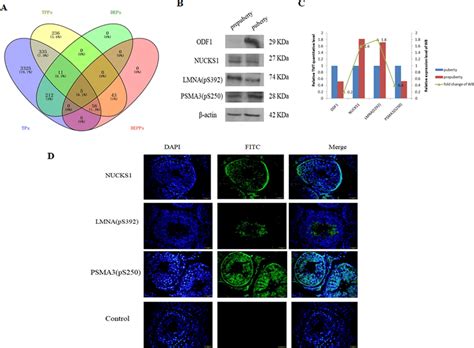 Integratedanalysis And Validation Of Proteome And Phosphoproteome Data