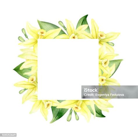 노란색 바닐라 꽃의 프레임입니다 열대 이국적인 꽃과 화환입니다 수채화 그림입니다 격리 요리용 향료 인사말 카드 엽서 스크랩북 포장 디자인 0명에 대한 스톡 벡터 아트 및