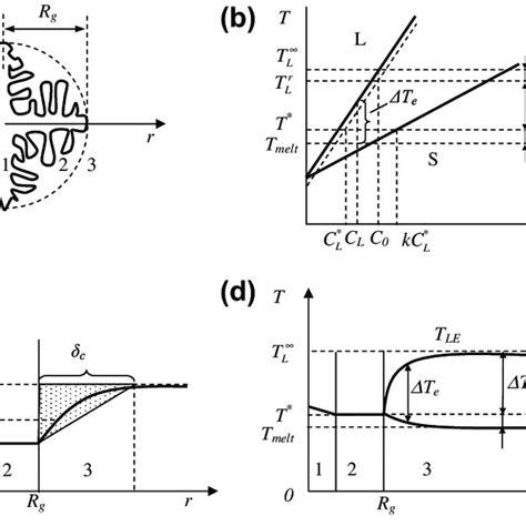 A An Equiaxed Dendritic Grain Model With Three Regions Marked 1 2 Download Scientific