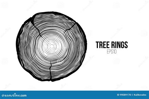 Vector Tree Rings Slice With Crack Annual Life Texture Stock Vector