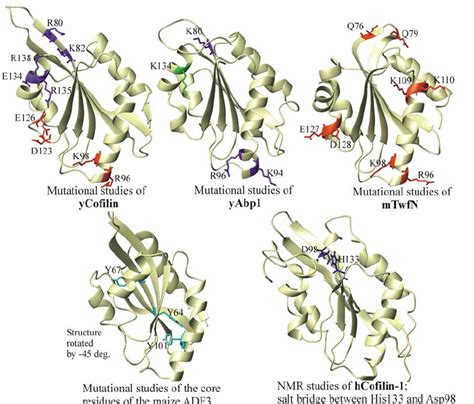 Effective Mutation Amongst Different Adf H Domains Upper Row Residues