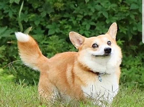 Corgi Meme