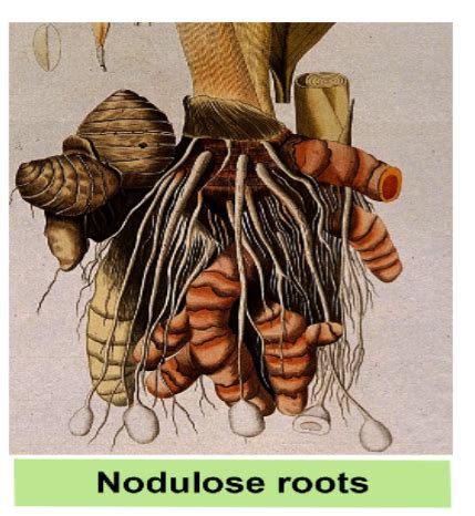 The Root In Biology Definition Types And Importance Aesl