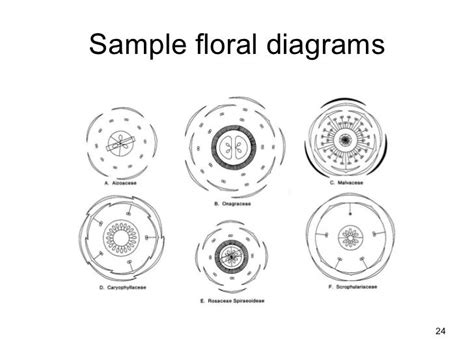 Floral Formulas And Diagrams