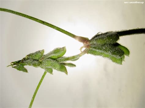 Climate And Management In Soybean Productivity Revista Cultivar