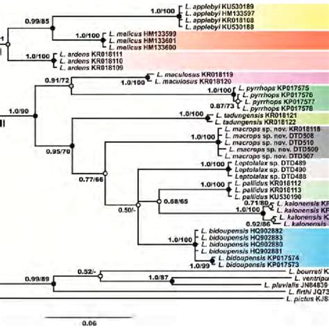 Bayesian Inference Bi Phylogram For Leptolalax Applebyi Species Group