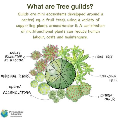 Apple Guild Design For A Permaculture Farm