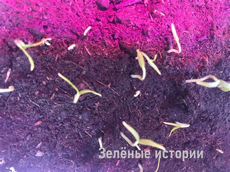 «Шапочки» на всходах не появятся, если применить народную хитрость ...