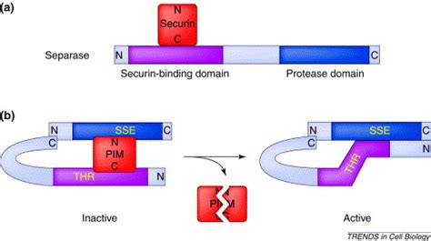 Separase A Conserved Protease Separating More Than Just Sisters