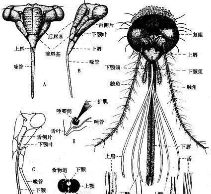 看见蚊子吸血时都是一巴掌拍下去 针会断在肉里吗