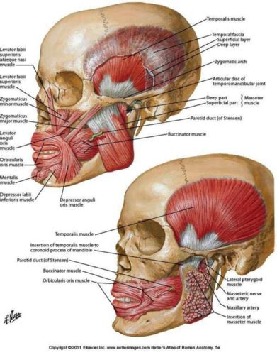 Anatomy Temporal And Infratemporal Fossa Flashcards Quizlet