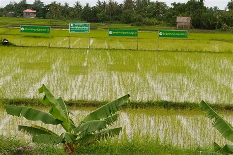 ချောင်းဆုံမြို့နယ်ရှိ စိုက်ပျိုးမွေးမြူရေးလုပ်ငန်းအား ခရိုင်စိုက်ပျိုးမ