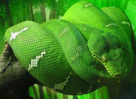 Jicho La Udaku Onyo Picha Zinatisha Chukua Muda Wako Kutazama Picha