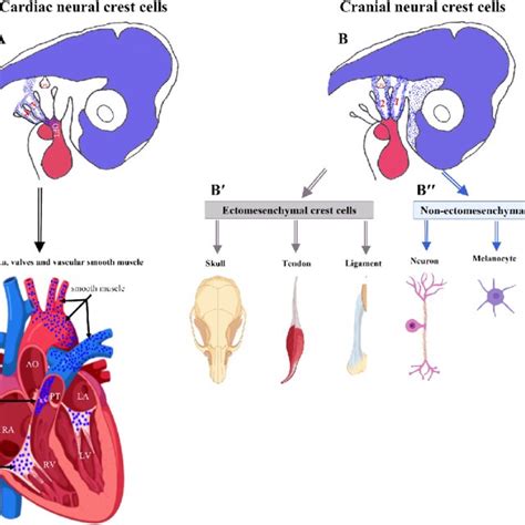 Derivatives Of Cardiac And Cranial Neural Crest Cells A Cardiac Ncs