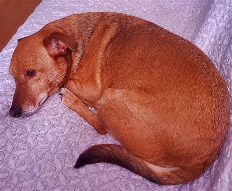 Jury Duty Daily Feline Wisdom