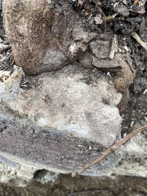 Removed My Tree Ring Now What R Arborists