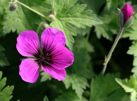 Geranium Ann Folkard