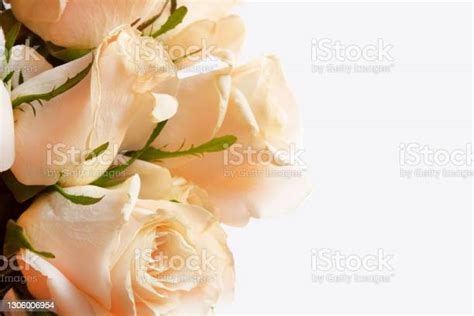 유백색 노란 장미 의 모서리와 귀여운 배경 고립 된 꽃 공간을 복사합니다 배너 공백 및 포스터의 디자인을위한 준비가 만든 템플릿 플랫 레이 클로즈 업 0명에 대한 스톡 사진