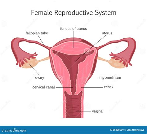 Female Reproductive System Stock Vector Illustration Of Human 85828609