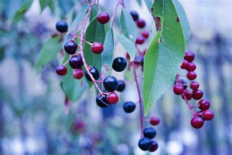 What Color Is Huckleberry