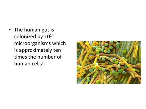 Gut Microbiome And Its Functions In The Colon Pptx Digestive