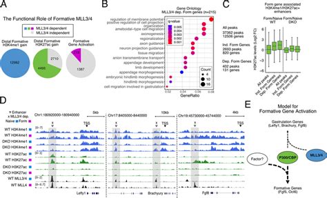 Gene Centric Analysis Reveals A Subset Of Distal Loci Associate With