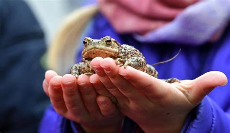 What Is Smoking Bufo Toad A Doctor Explains Substance Used 46 Off