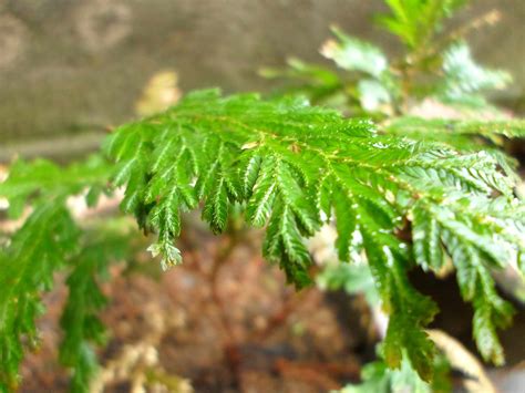 Top 10 Highest Thc Strains You Can Actually Find At Dispensaries