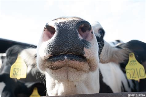 Muzzle Patterns Could Identify Cattle