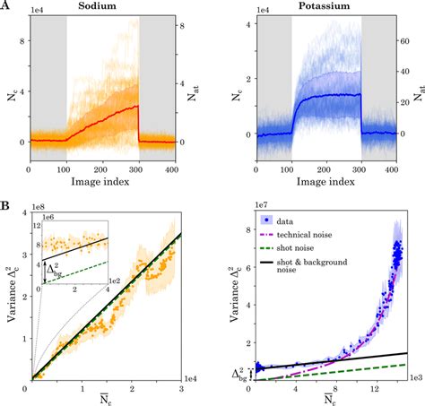 Characterization Of Atom Number Fluctuations For Sodium Left And