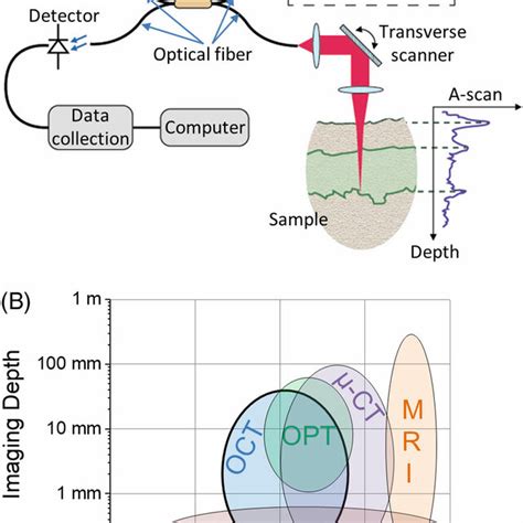 A Oct Cross Section Of A Switchgrass Stem With Labels For The Download Scientific Diagram