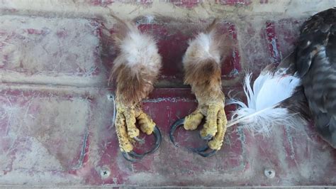 Washington Man Admits To Eagle ‘killing Spree In Federal Court Wide