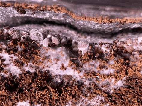 Should Shouldnt Look…trichoderma Or Overlay…first Time Cultivator Helpp Mushroom