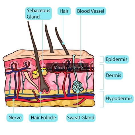 Hypodermis Diagram