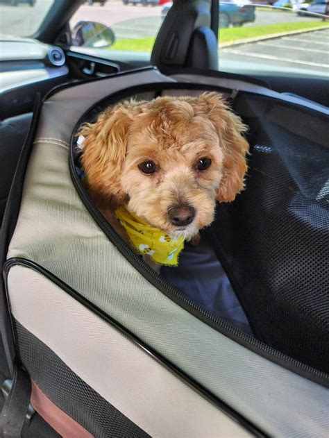 Doesnt Even Look Like A Cavapoo After Grooming R Cavapoo