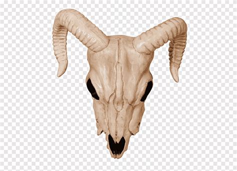 해골 할로윈 인간 해골 유령의 집 뼈 두개골 머리 주둥이 Png Pngegg