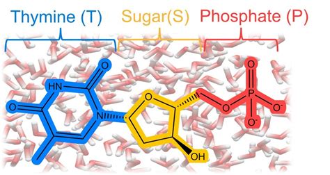 Molecular Structure Of Dna Base Thymine T Its Nucleoside T S And