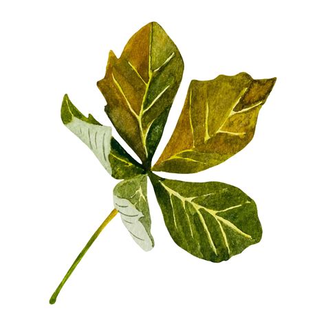 밤나무 잎 프리미엄 벡터