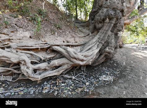 Twisting Tree Roots Hi Res Stock Photography And Images Alamy