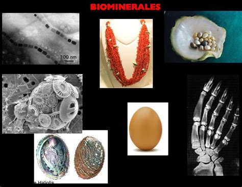 Biomineralization Alchetron The Free Social Encyclopedia