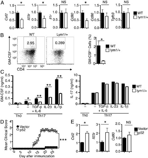 Regulation Of Gm Csf Induction And Encephalitogenicity Of T Cells A Download Scientific