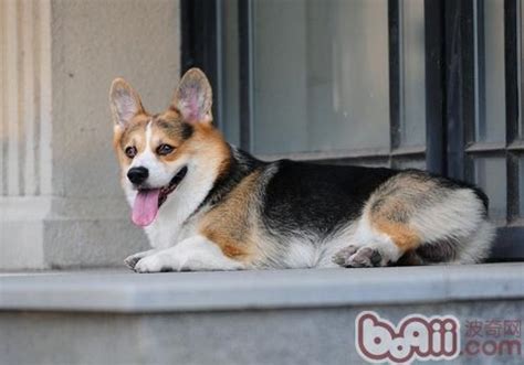 威尔士犬 威尔士 威尔士梗犬 第15页 大山谷图库