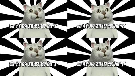 奇怪的知识增加了是什么意思附那只猫表情包 什么梗