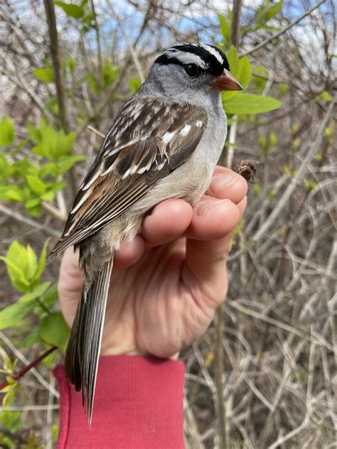 Guest Feature Sex Determination Of Eastern White Crowned Sparrows Zonotrichia Leucophrys
