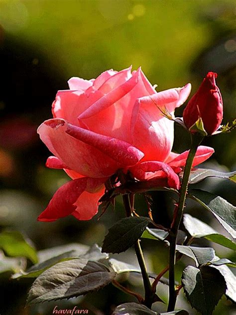Розовая роза Rose Flower Arrangements Beautiful Flowers Flower Art
