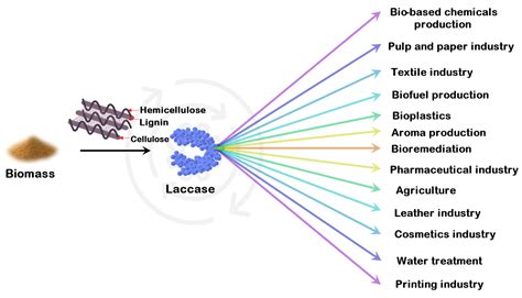 Laccase In Biorefinery Of Lignocellulosic Biomass