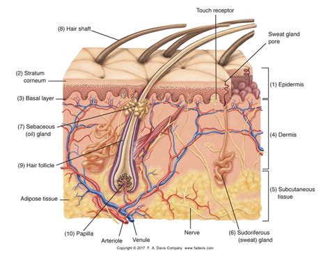 Chapter 5 Integumentary System Diagram Quizlet Chapter 5 Integumentary System Diagram Quizlet